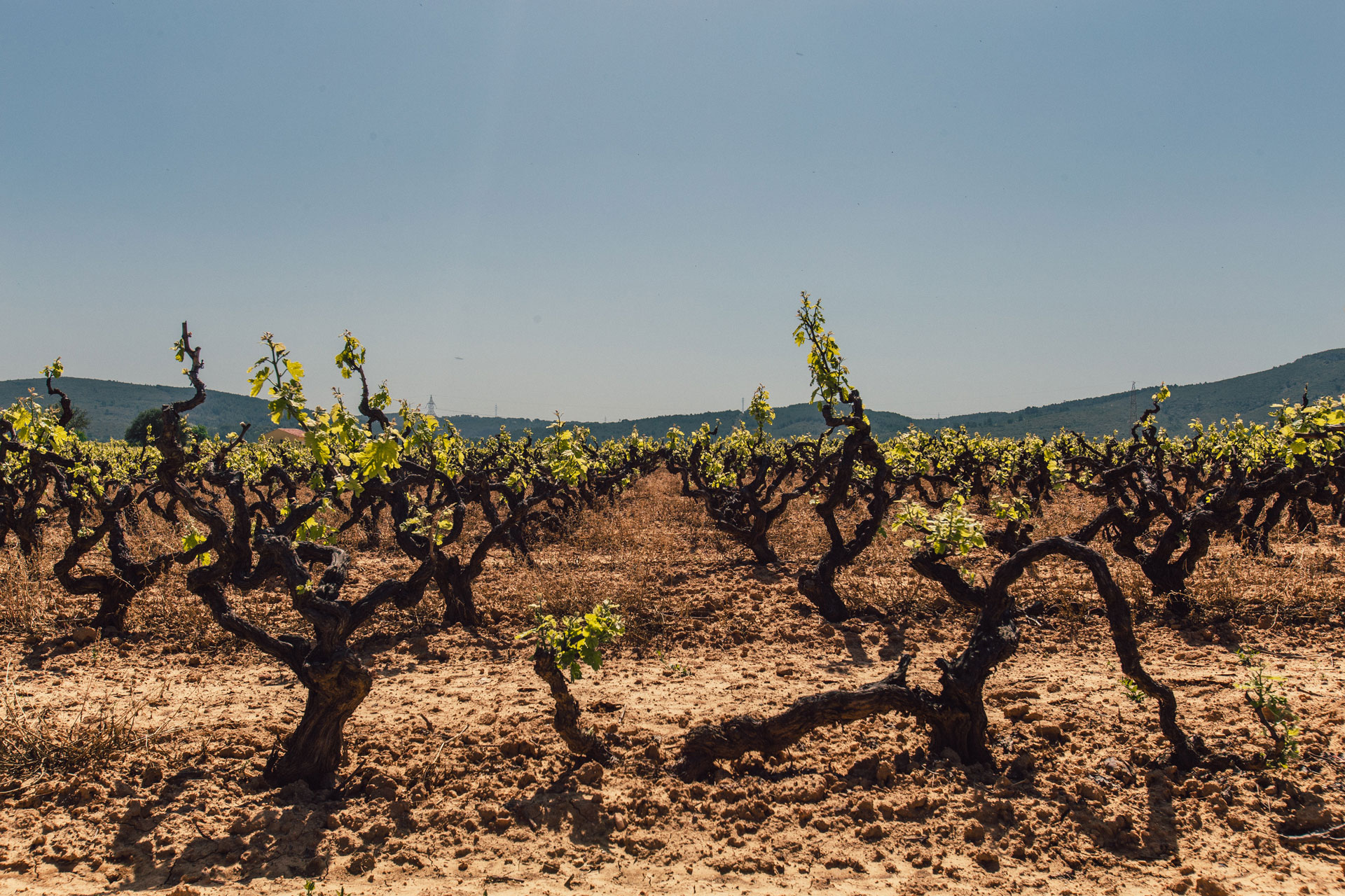 Vieilles Vignes – Ma Cosa Significa Davvero "Vigne Vecchie"?