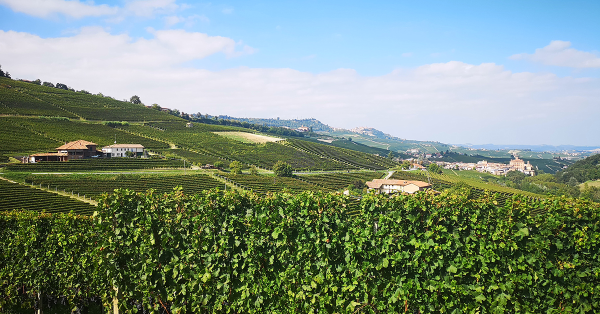 Iconico Giacomo Conterno - Investi In Barolo da vigneto singolo: 2018 ...